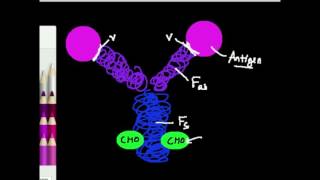 Antibody Function