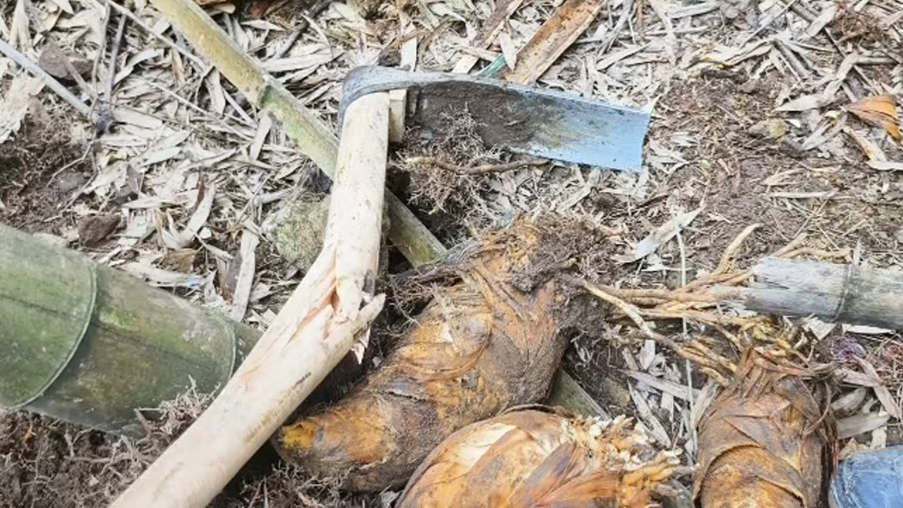 Sorting out the clips of digging bamboo shoots these days - YouTube