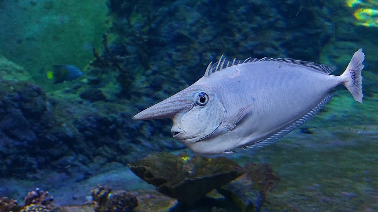 Funny fish-Wroclaw zoo, Poland - YouTube