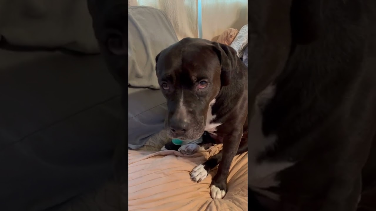 Good morning, to our house hippo - YouTube