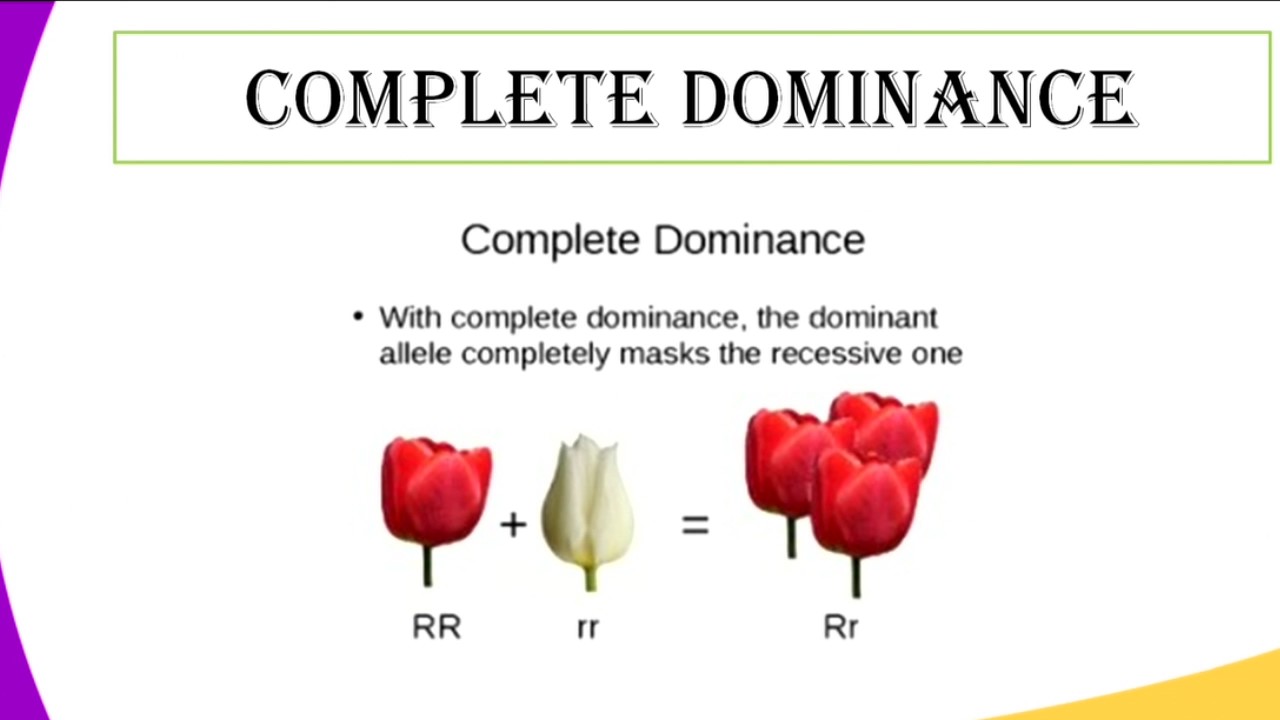 Form4 Biology lesson5 Types of Dominance - YouTube