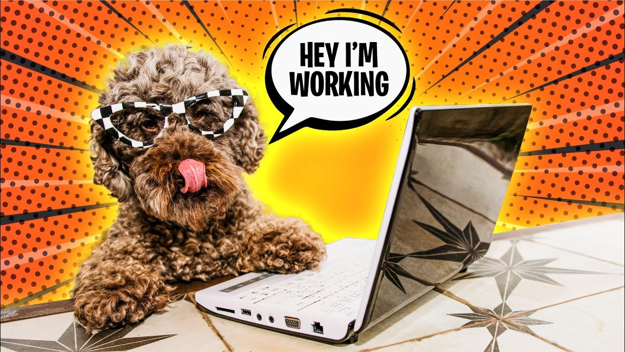 How Smart Is A Toy Poodle