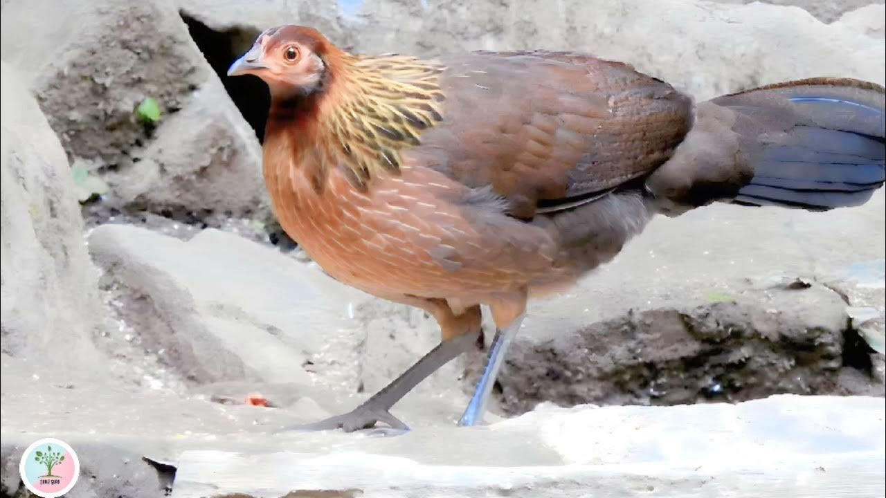 Suab Poj qaib qus seev zoo|2023| - YouTube