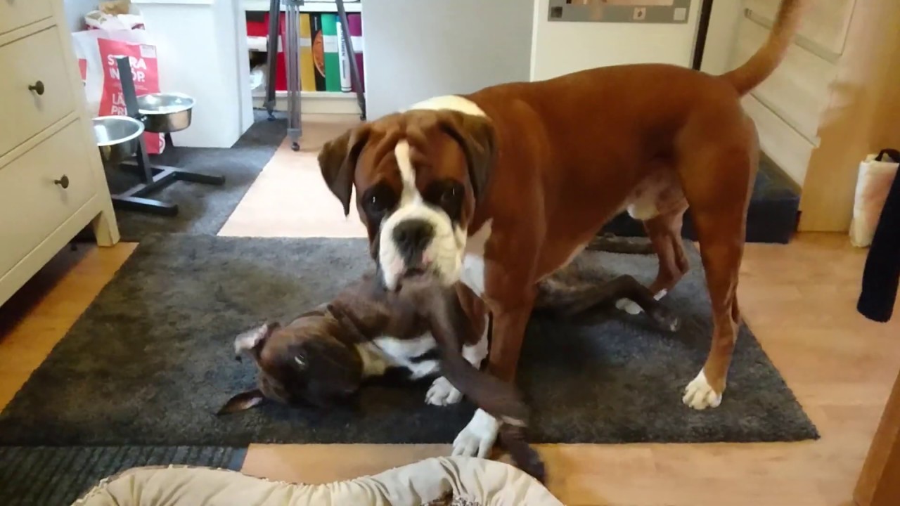 Mouth fighting boxer style! BIG vs small. 😁 - YouTube
