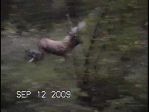 Screaming Bull - YouTube