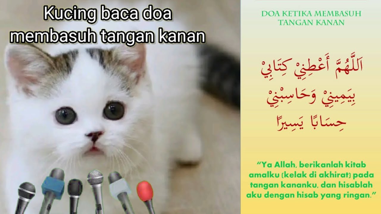 kucing baca doa-membasuh tangan kanan ketika wudhu - YouTube