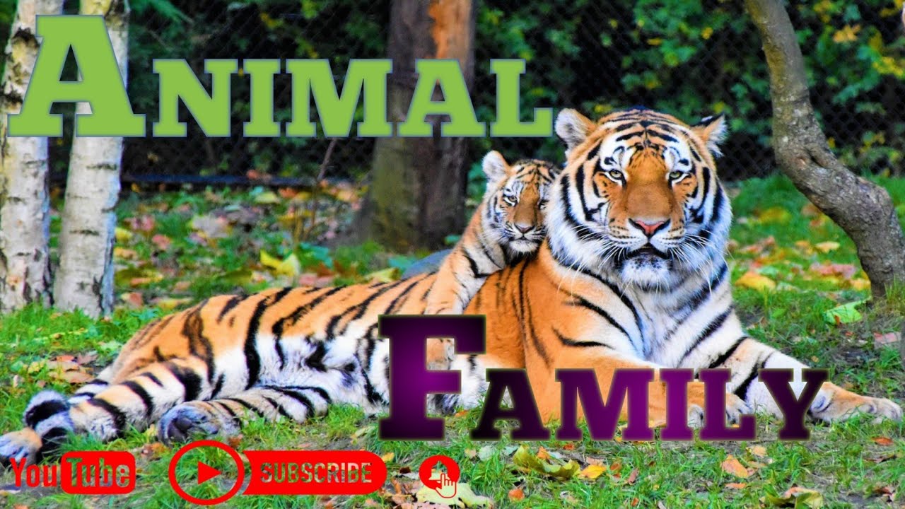 Animal Family !! Wild Animal Families - YouTube