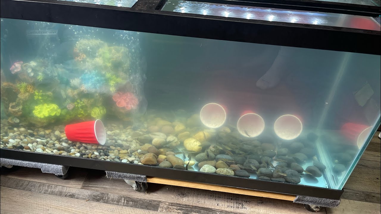 How to Breed Minnow’s in Fish Tank - YouTube