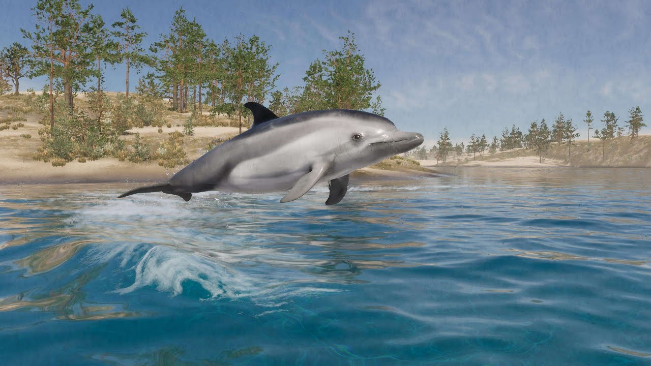 Dolphin in KWS2 & Coast Environment Scene with MicroVerse - YouTube