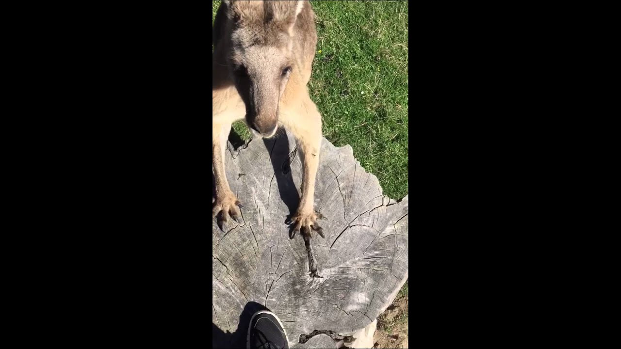 Man vs Kangaroo (taming the beast) - YouTube