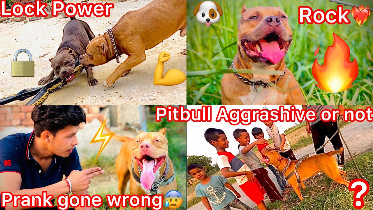 Pitbull K Sath Prank Gone Wrong😰Jaan Bachani Pde😨|| Pitbull Lock Power💪|| Full Vlog🐶 - YouTube