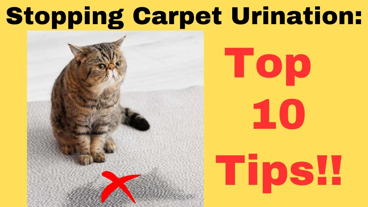 Stopping Cat Carpet Urination: Top Ten Tips! - YouTube