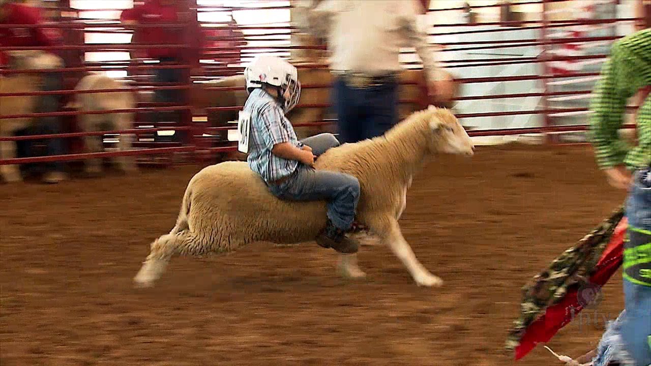 Mutton Bustin' - YouTube
