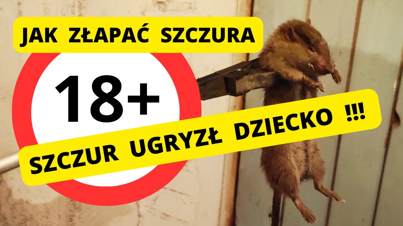 Szczur ugryzł dziecko - jak złapać szczura - wigo serwis tv - YouTube
