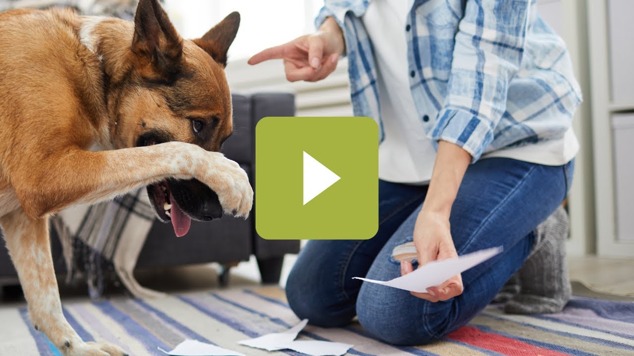 The ITS Pet-Degree™ Assessment Solution: Launched April 1, 2021 - YouTube