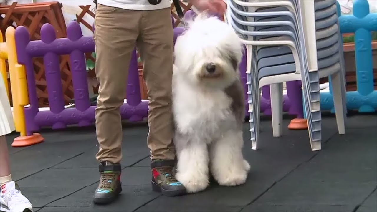 巨型古代牧羊犬曳到飛起 煉狗術師Eric Ko教用狗繩、零食馴犬 (寵物狗救星 - 超級馴犬師 - EP08-1) - YouTube