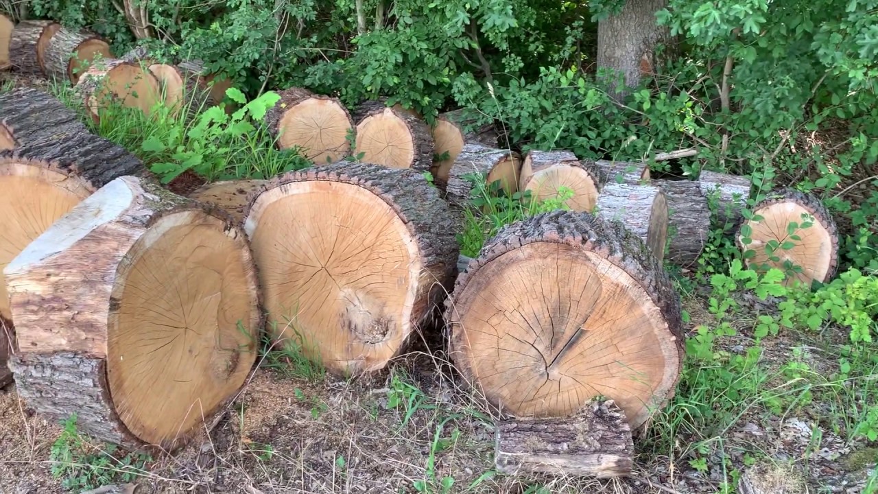 Oak Tree Trunk Cut Into Sections with Chirping Birds and Nature Sounds ...
