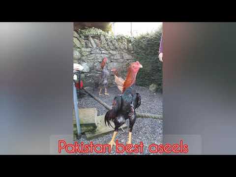 big shamo Taiwan shamo chicken