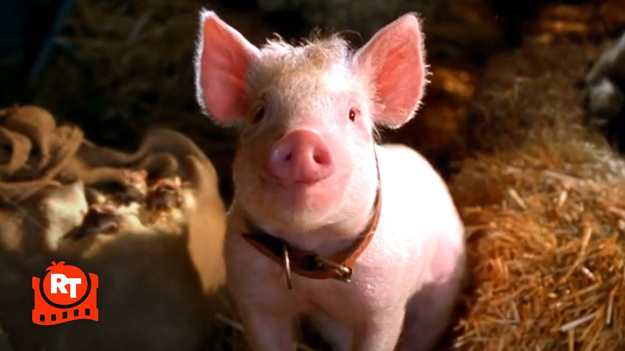 Babe: Pig in the City - That'll Do, Pig - YouTube