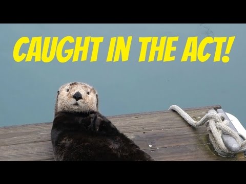 The frisky sea otter & our 7 month RV road trip! [Life in Alaska Vlogs #15]