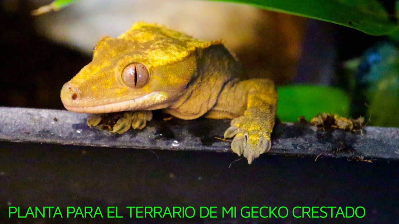 NUEVA PLANTA PARA EL TERRARIO DE MI GECKO CRESTADO | CORRELOPHUS CILLIATUS | - YouTube