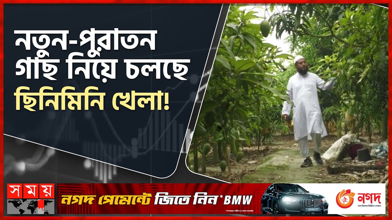 ৫০ হাজার পুরানো আম গাছে উৎপাদন কম কেন? | Natore News | Mango Cultivation | Somoy TV - YouTube