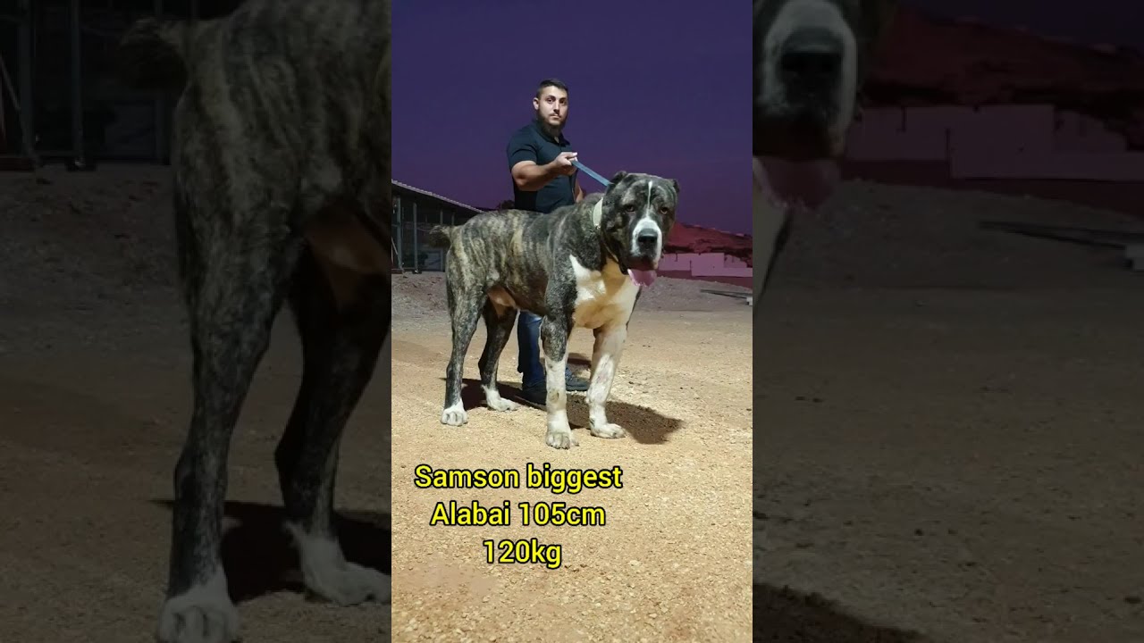 biggest alabai dog samson - YouTube