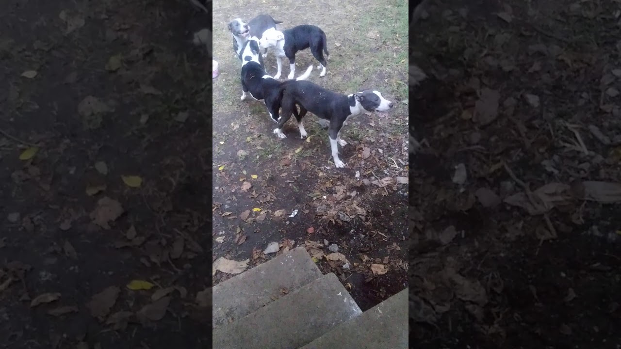 Pitbull mating - YouTube