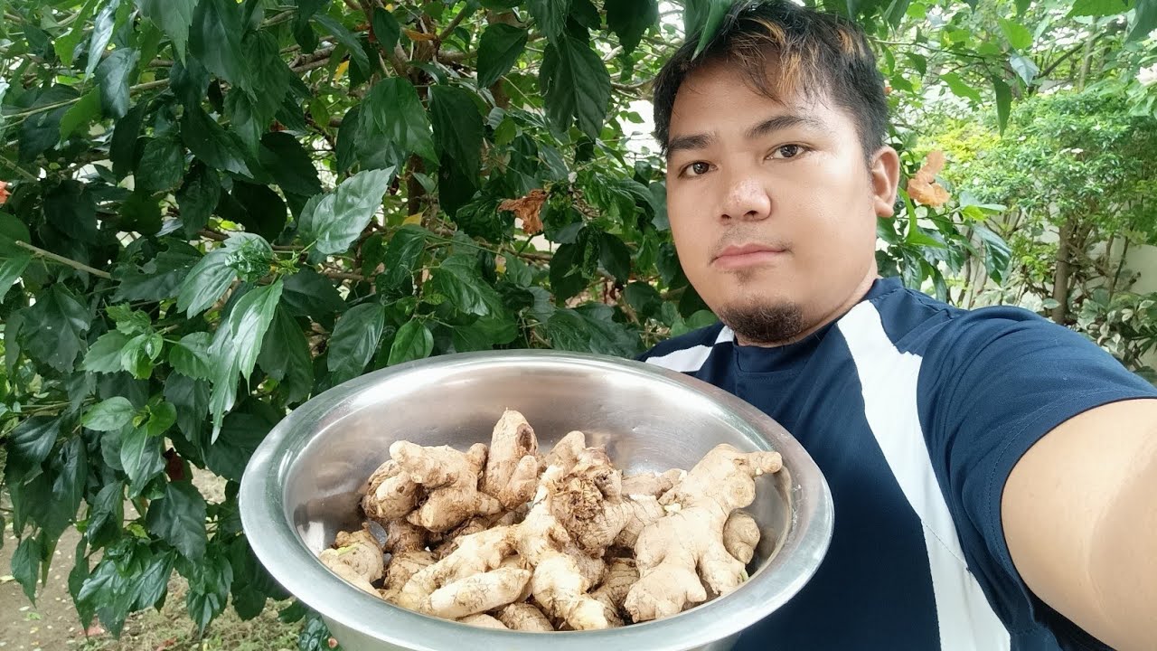 PANO gumawa ng SALABAT powder |Ginger tea|#Boysili vlog - YouTube