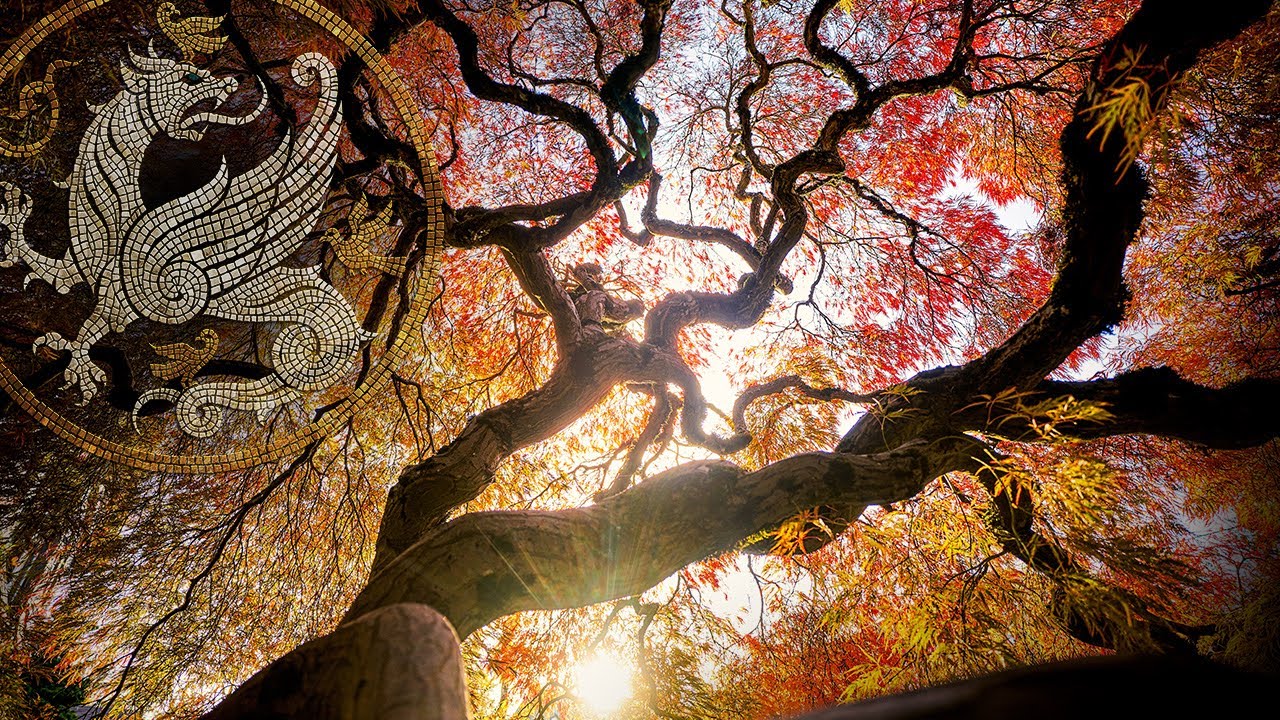 The Universal History Is Structured Like a Tree - YouTube