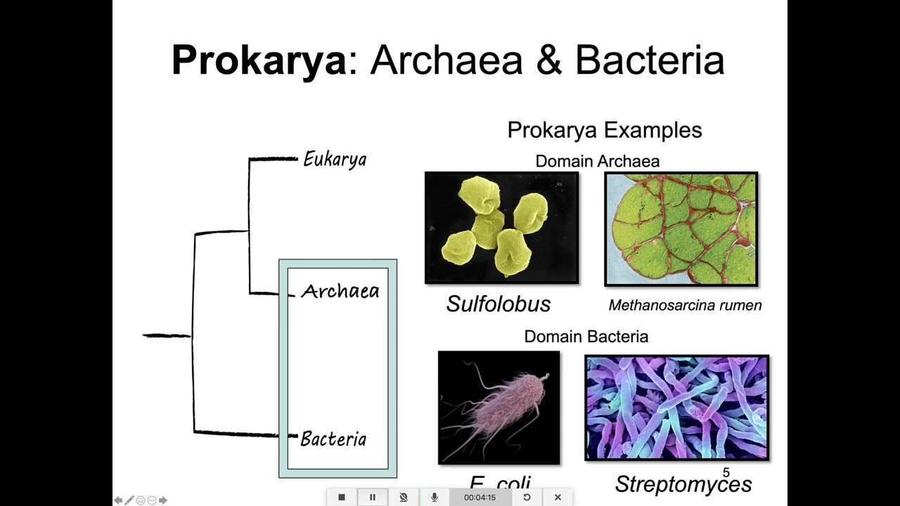 Lecture 14 Intro to Prokarya - YouTube