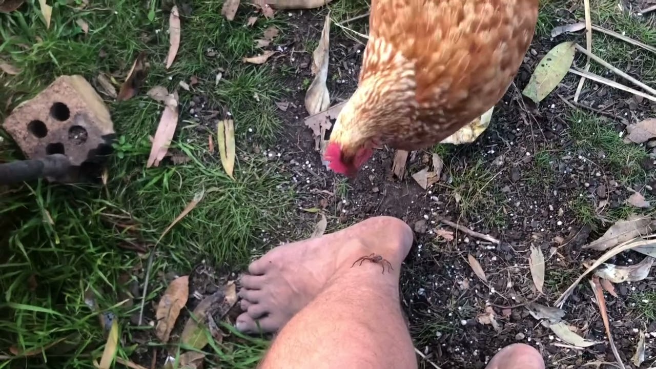 Chickens to the rescue!!🕷 - YouTube