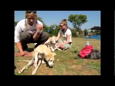 A day at Animal Aid Hospital - YouTube