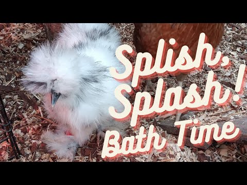 Silkies Spa Day: The Ultimate Chicken Pampering Experience! - YouTube