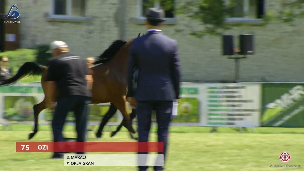 Bialka 2020 - Fillies 2 Years Old (Class 5B) - YouTube