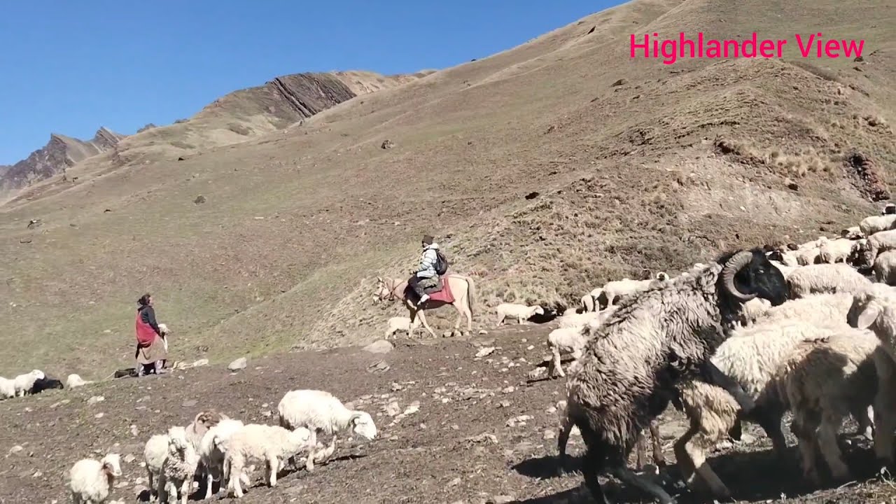 Milking Sheep by Hand||Sheep Mating||Shepherd Life - YouTube