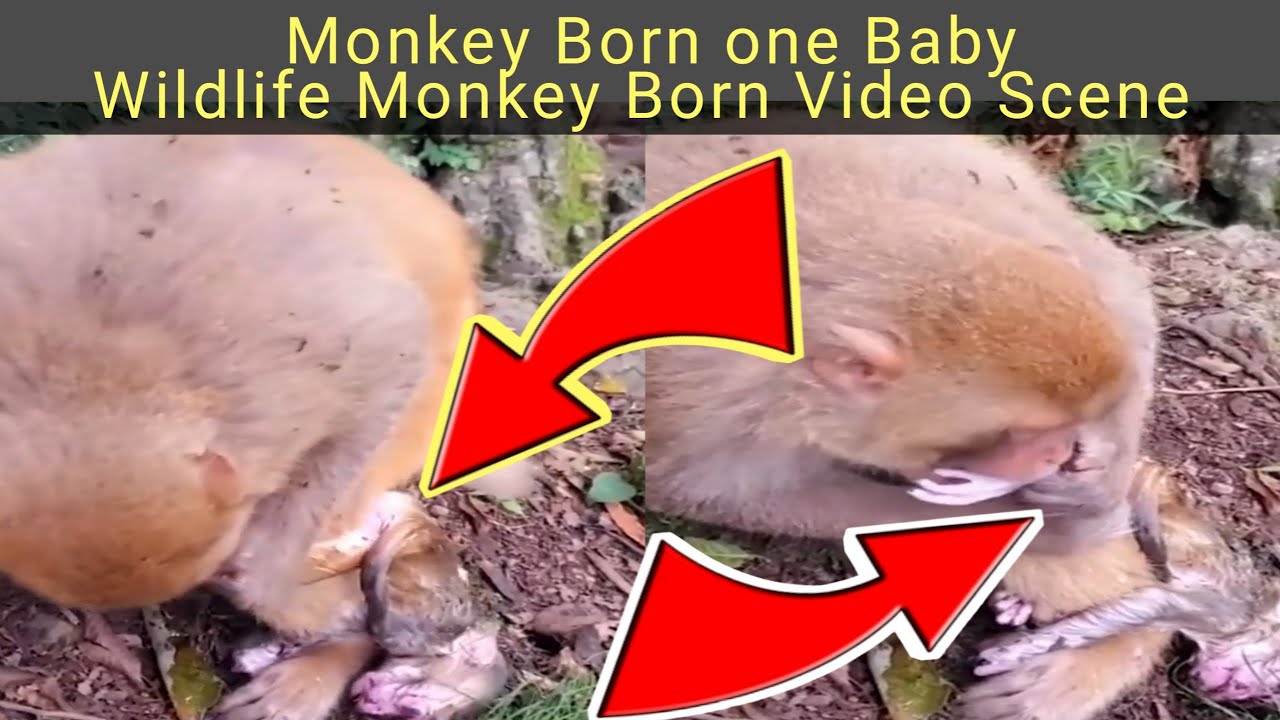 Mother Monkey Giving Birth on Tree Born Baby | Monkey Real Bone Baby ...
