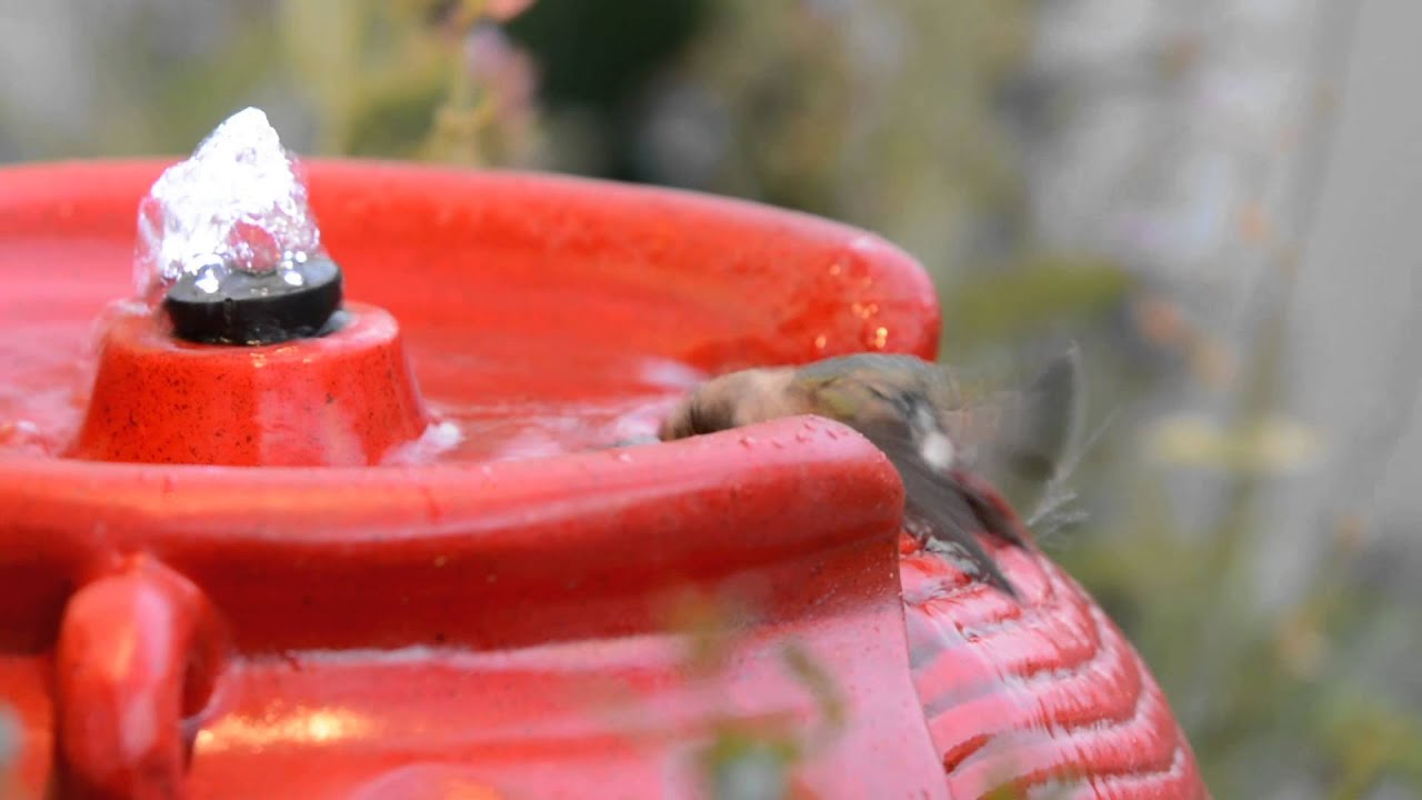 Hummingbird Bathing in Fountain at CLUB RED - YouTube