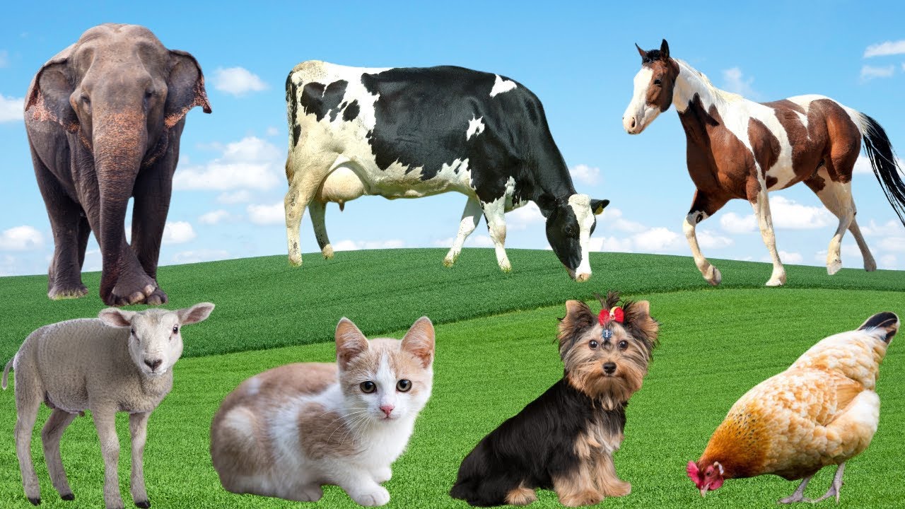 🌾🐄 Peaceful Farm Animals | Cow, Sheep, Pig & Chicken | Relaxing Animal ...