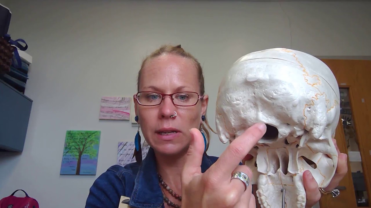 Skull Quiz Question - YouTube