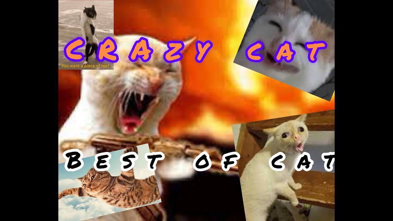 CRAZY CAT VİDEOS BEST OF CATS VİDEOS FUNNY CAT VİDEOS - YouTube