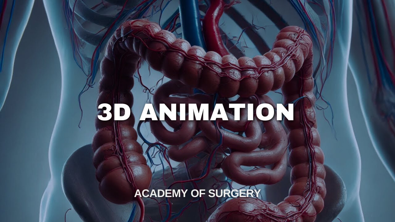 Arterial blood supply of the colon (3D animation) - YouTube
