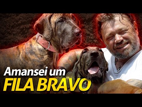 AMANSANDO OS FILHOTES DE FILA! | A CASA DOS BICHOS