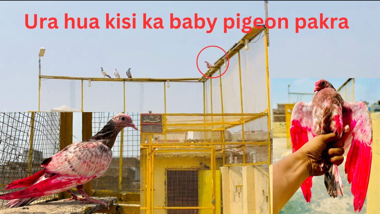 Aj kisi ka ura hua baby pigeon pakra |Dar pigeons club ...