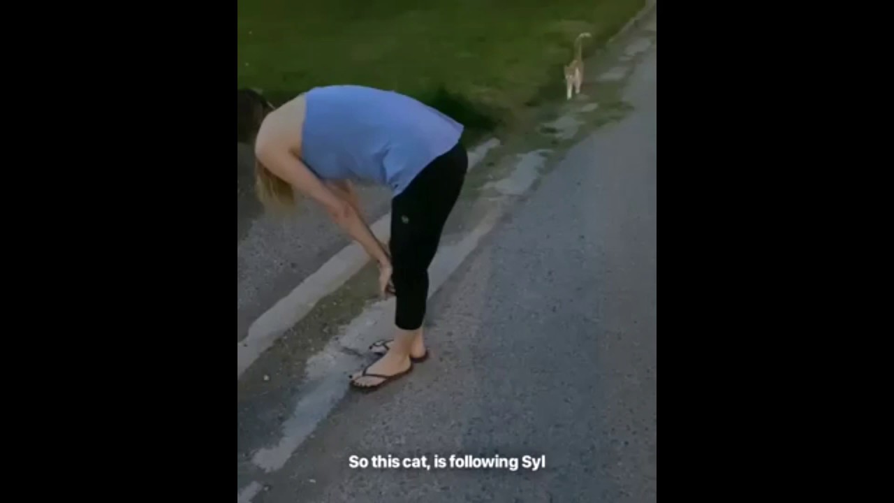 Stray Cat Follow a Couple to a Home. Cat Video - YouTube