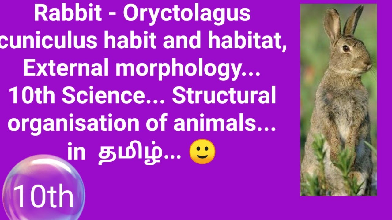 Rabbit, Oryctolagus cuniculus... External morphology... 10th Science ...