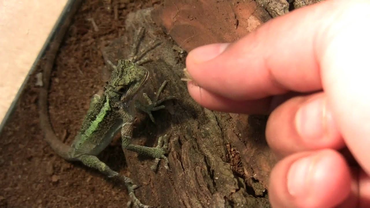 Neon Tree Dragon Eating - Lzbl - YouTube