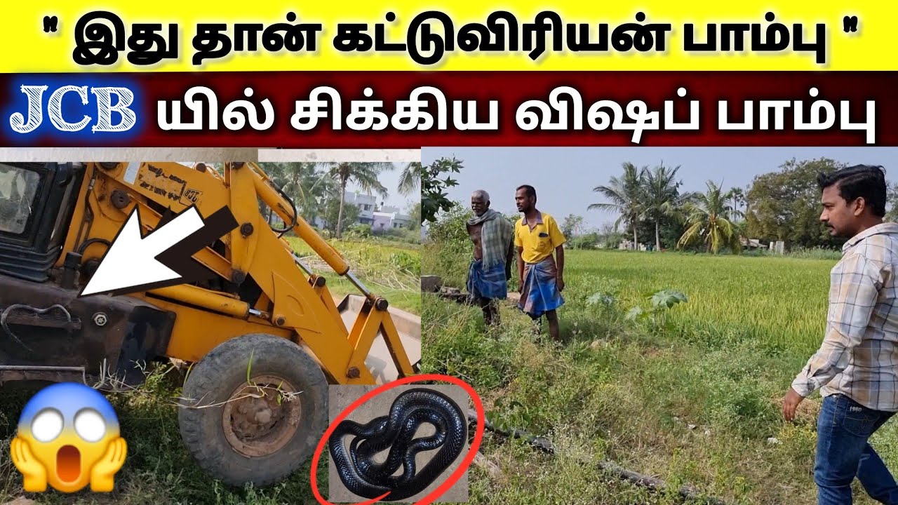 இதுதான் கட்டு விரியன், Common Krait Venomous Snake | JCB யில் சிக்கிய விஷப் பாம்பு 😱| Snake_Saga ...