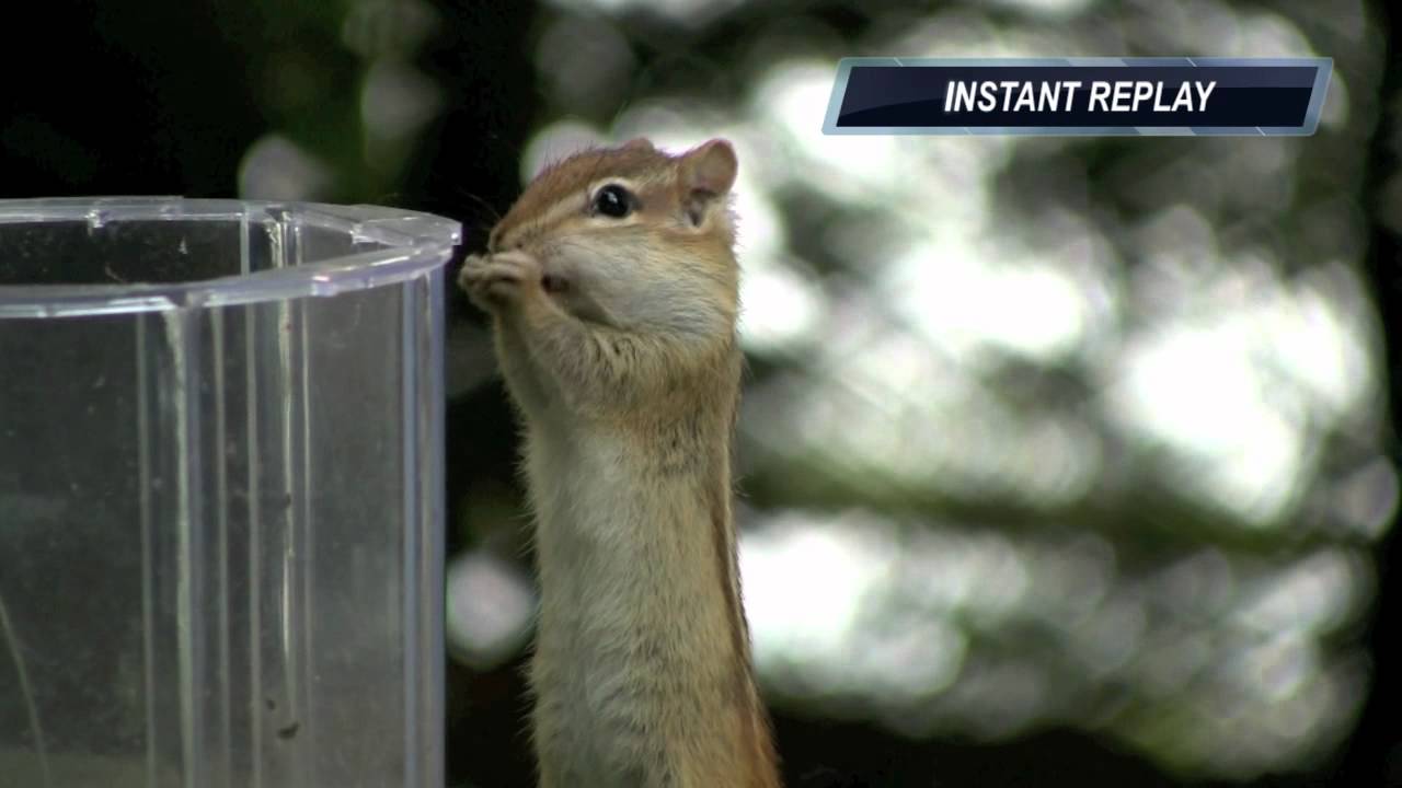 Dramatic Chipmunk - YouTube