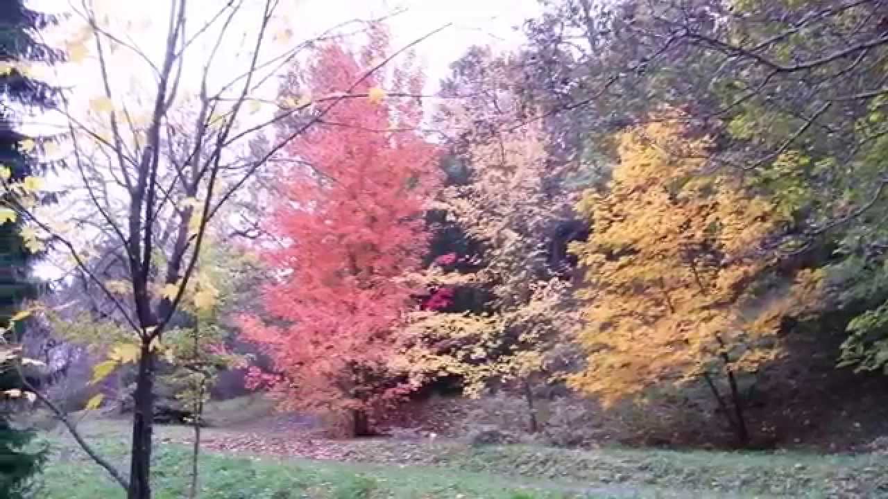 Most beautiful colors of nature in autumn - YouTube